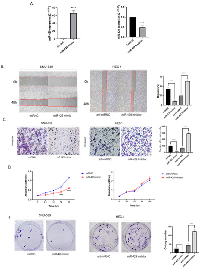 JPM | Free Full-Text | miR-429 Suppresses Endometrial Cancer ...