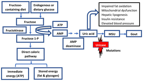The Role of Uric Acid in Human Health: Insights from the Uricase Gene