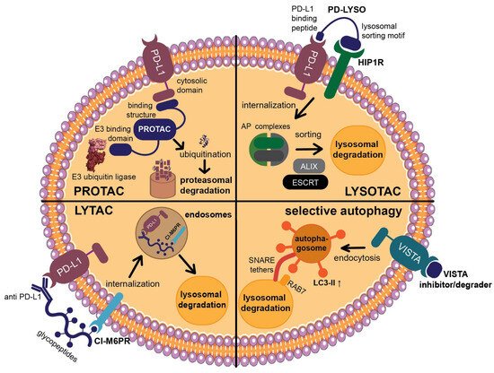 Inhibitors of Immune Checkpoints: Small Molecule- and Peptide-Based ...