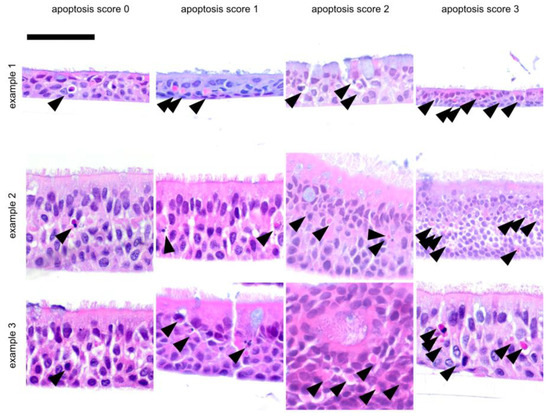 A Fast Scoring of Human Primary Respiratory Epithelia Grown at Air ...