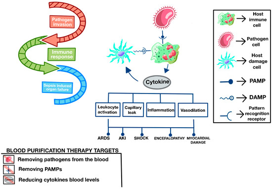 Challenges in Septic Shock: From New Hemodynamics to Blood Purification ...