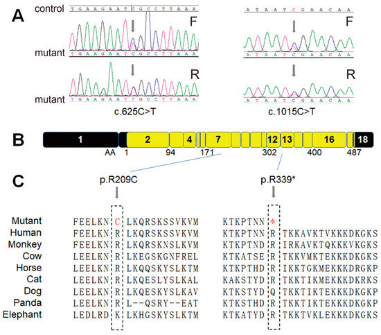 JPM | Free Full-Text | Rare Mutations in CCDC7 Contribute to Early ...