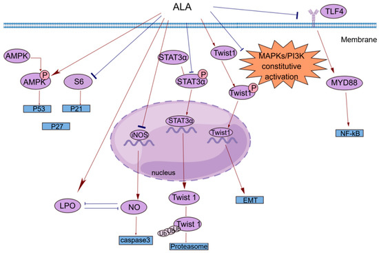The Antitumor Effects of α-Linolenic Acid