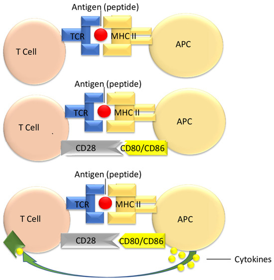 Exploring Costimulatory Blockade-Based Immunologic Strategies in ...