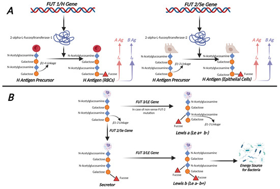 Investigating ABO Blood Groups and Secretor Status in Relation to SARS ...