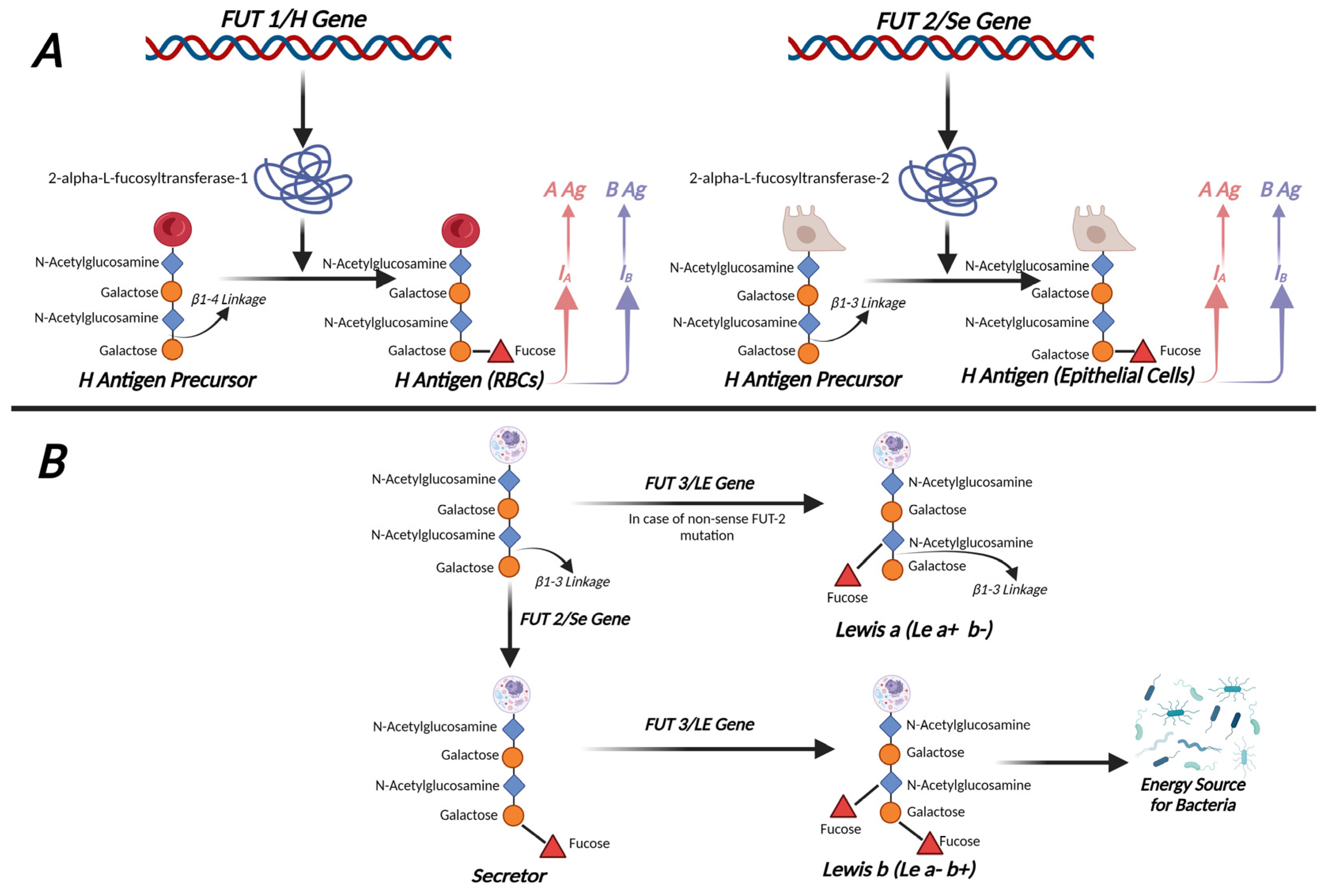 Investigating ABO Blood Groups and Secretor Status in Relation to SARS ...