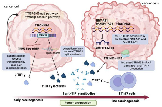 Sequence Alignment between TRIM33 Gene and Human Noncoding RNAs: A ...