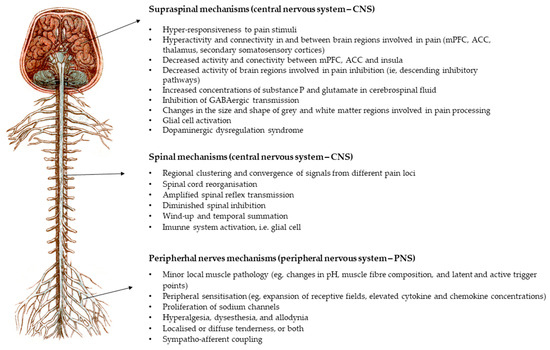 Repetitive Transcranial Magnetic Stimulation in Fibromyalgia: Exploring ...