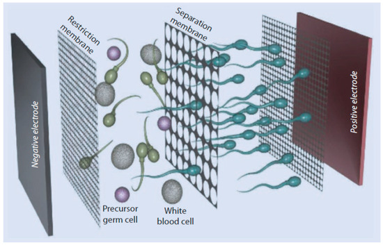 Advanced Sperm Selection Techniques for Assisted Reproduction