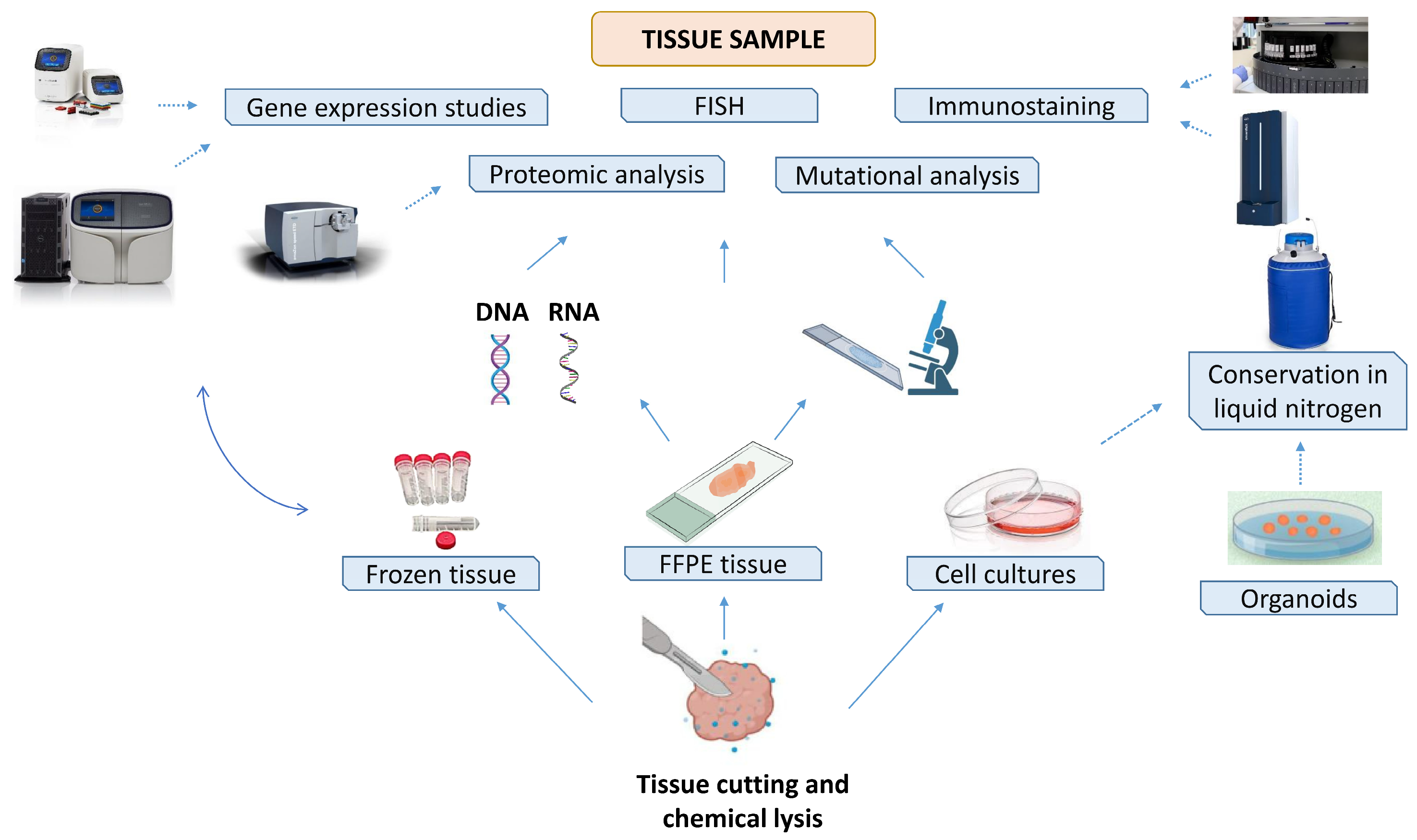 Biobanks as an Indispensable Tool in the “Era” of Precision Medicine ...
