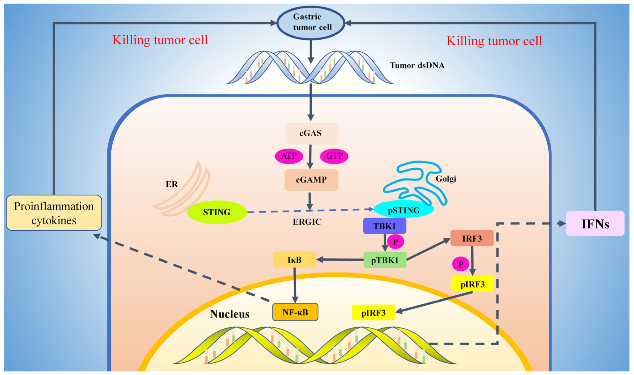 The cGAS/STING Pathway—A New Potential Biotherapeutic Target for ...