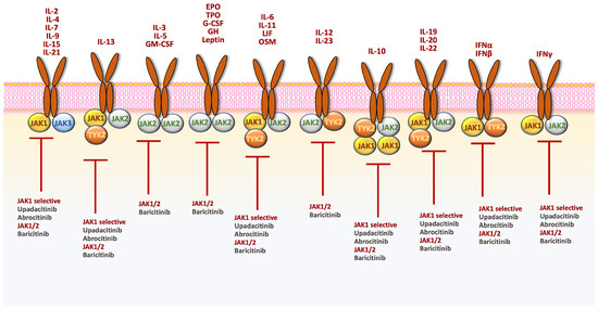 Blocking the IL-4/IL-13 Axis versus the JAK/STAT Pathway in Atopic Dermatitis: How Can We Choose?