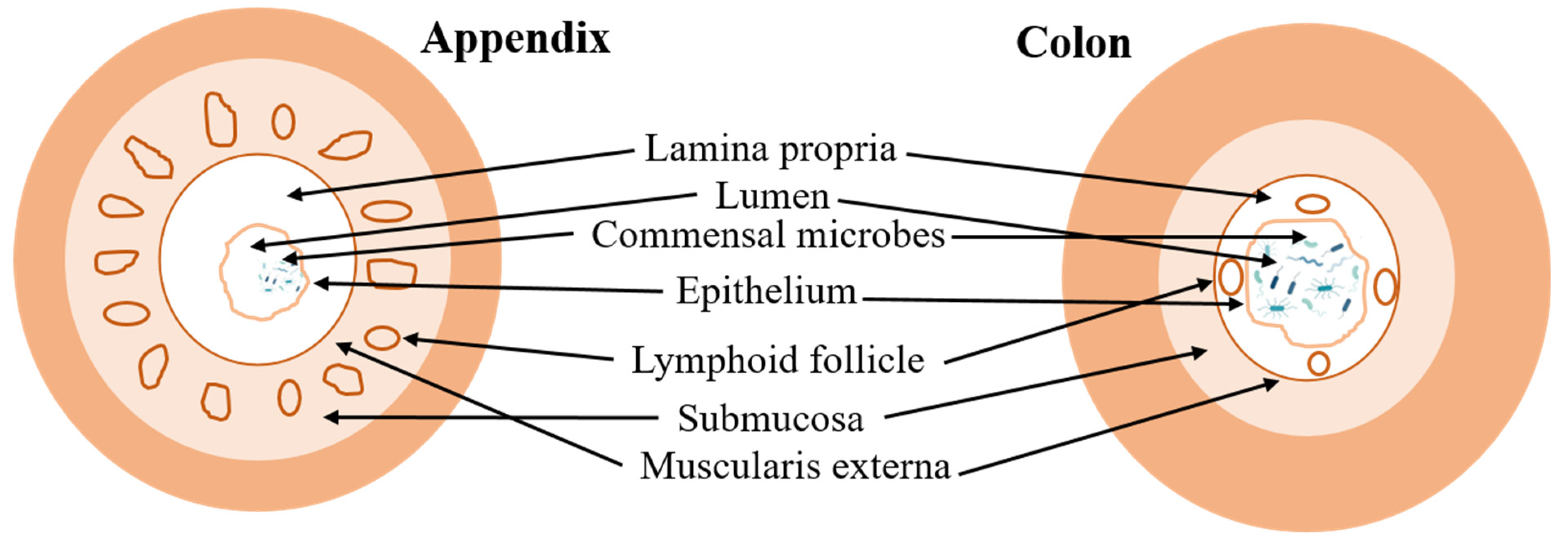Exploring the Immunological Role of the Microbial Composition of the ...
