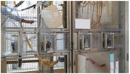 Confronting Back-of-House Traditions: Primates as a Case Study