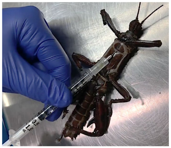 Evaluation of Targeted Injections of Ivermectin or Potassium Chloride ...