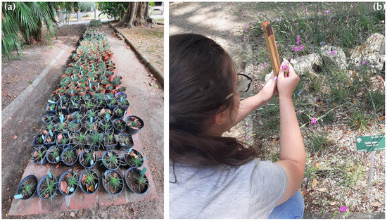 A Comprehensive Approach to Improving Endemic Plant Species Research ...