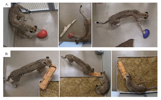 The Evolution of Zoos as Conservation Institutions: A Summary of the ...