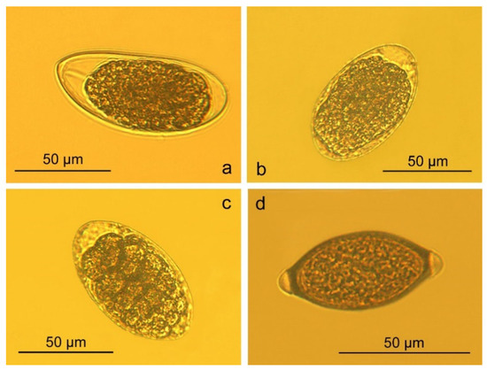 Severe Parasite Co-Infection in a Captive Bactrian Camel: Case Report