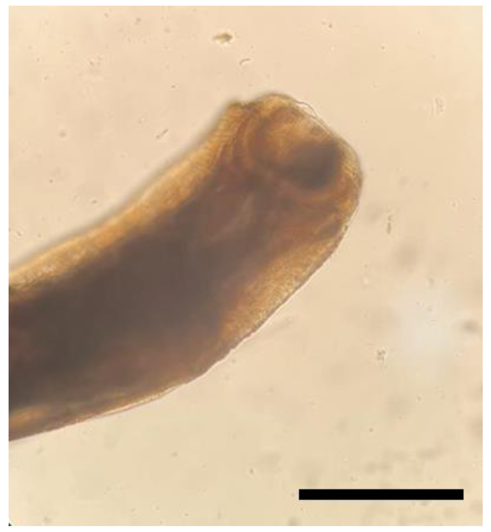 Respiratory Infection by Cyathostoma (Hovorkonema) americana in a ...