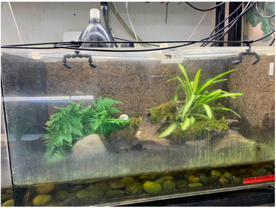 JZBG | Free Full-Text | Captive Management and Reproduction of the Rio ...