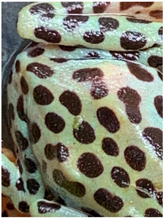 JZBG | Free Full-Text | Captive Management and Reproduction of the Rio ...