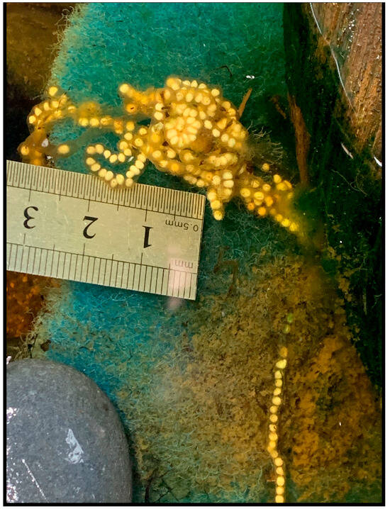 JZBG | Free Full-Text | Captive Management and Reproduction of the Rio ...