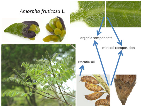 Phytochemical Composition of the Alien Invasive Species Amorpha ...