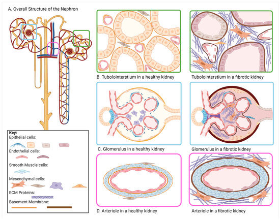 Cell–Matrix Interactions in Renal Fibrosis