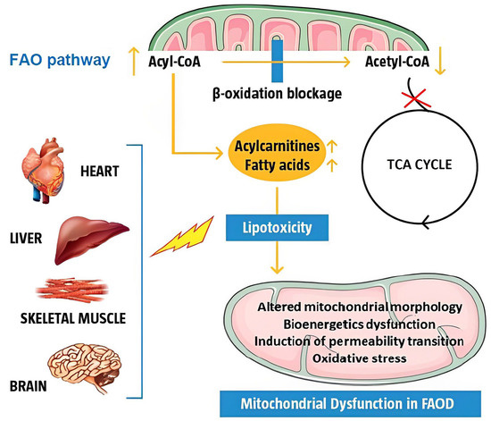 The Role of L-Carnitine in Kidney Disease and Related Metabolic ...
