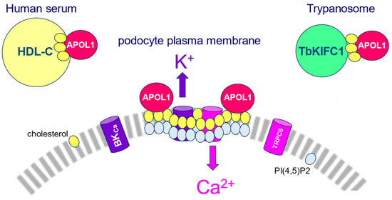 The Two Levels of Podocyte Dysfunctions Induced by Apolipoprotein L1 ...
