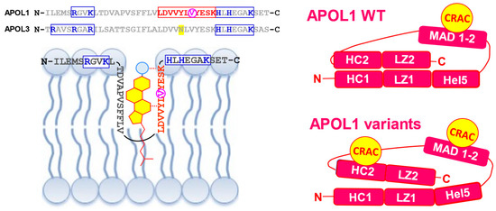 The Two Levels of Podocyte Dysfunctions Induced by Apolipoprotein L1 ...