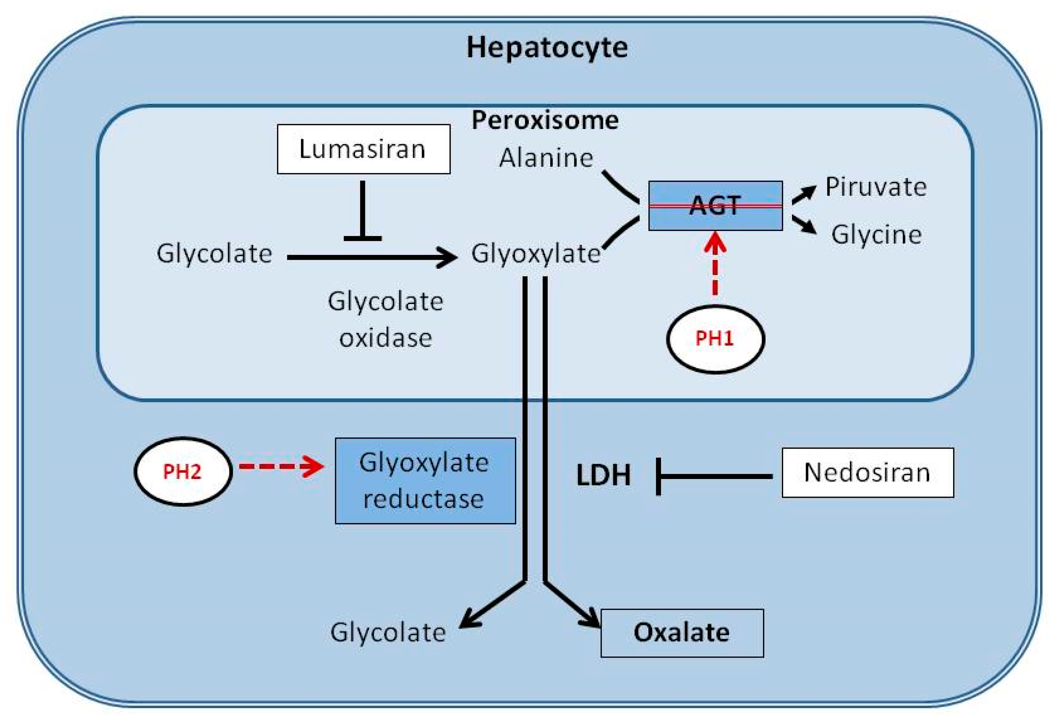 Small Interfering RNA in Kidney Diseases: Promises and Limitations