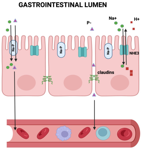 Phosphate Homeostasis in Chronic Kidney Disease with Emphasis in ...