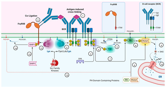 Lyn Kinase Structure, Regulation, and Involvement in Neurodegenerative ...