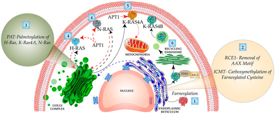 Regulation of Ras-GTPase Signaling and Localization by Post-Translational Modifications