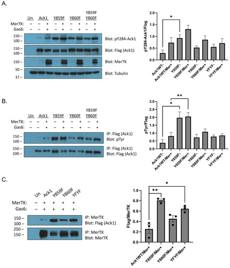 Phosphorylation of Ack1 by the Receptor Tyrosine Kinase Mer