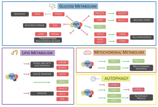 From Kinases to Diseases: Investigating the Role of AMPK in Human Pathologies