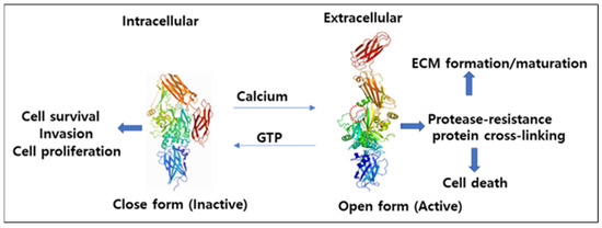 Transglutaminase2: An Enduring Enzyme in Diabetes and Age-Related ...