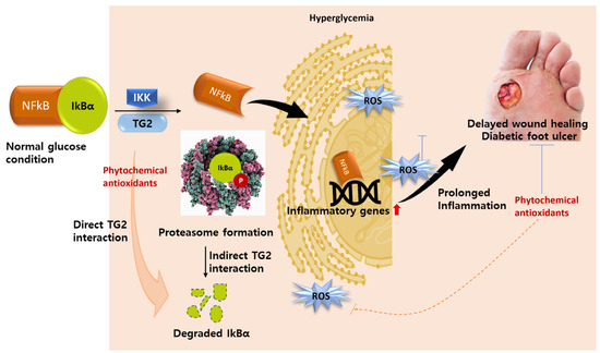 Transglutaminase2: An Enduring Enzyme in Diabetes and Age-Related ...
