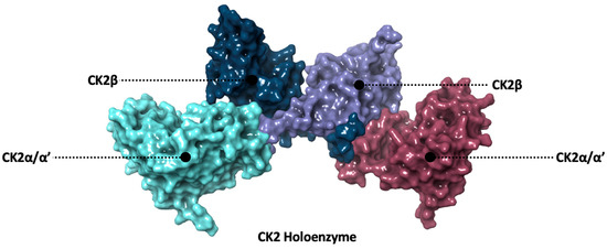 CK2 Inhibitors Targeting Inside and Outside the Catalytic Box