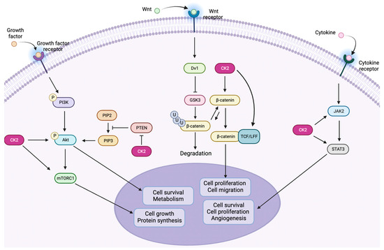 CK2 Inhibitors Targeting Inside and Outside the Catalytic Box