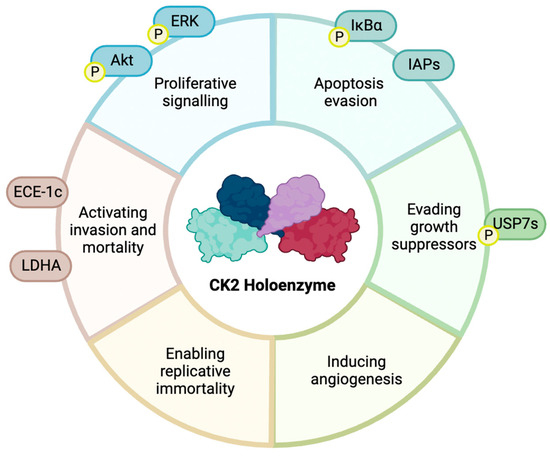CK2 Inhibitors Targeting Inside and Outside the Catalytic Box
