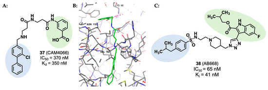 CK2 Inhibitors Targeting Inside and Outside the Catalytic Box