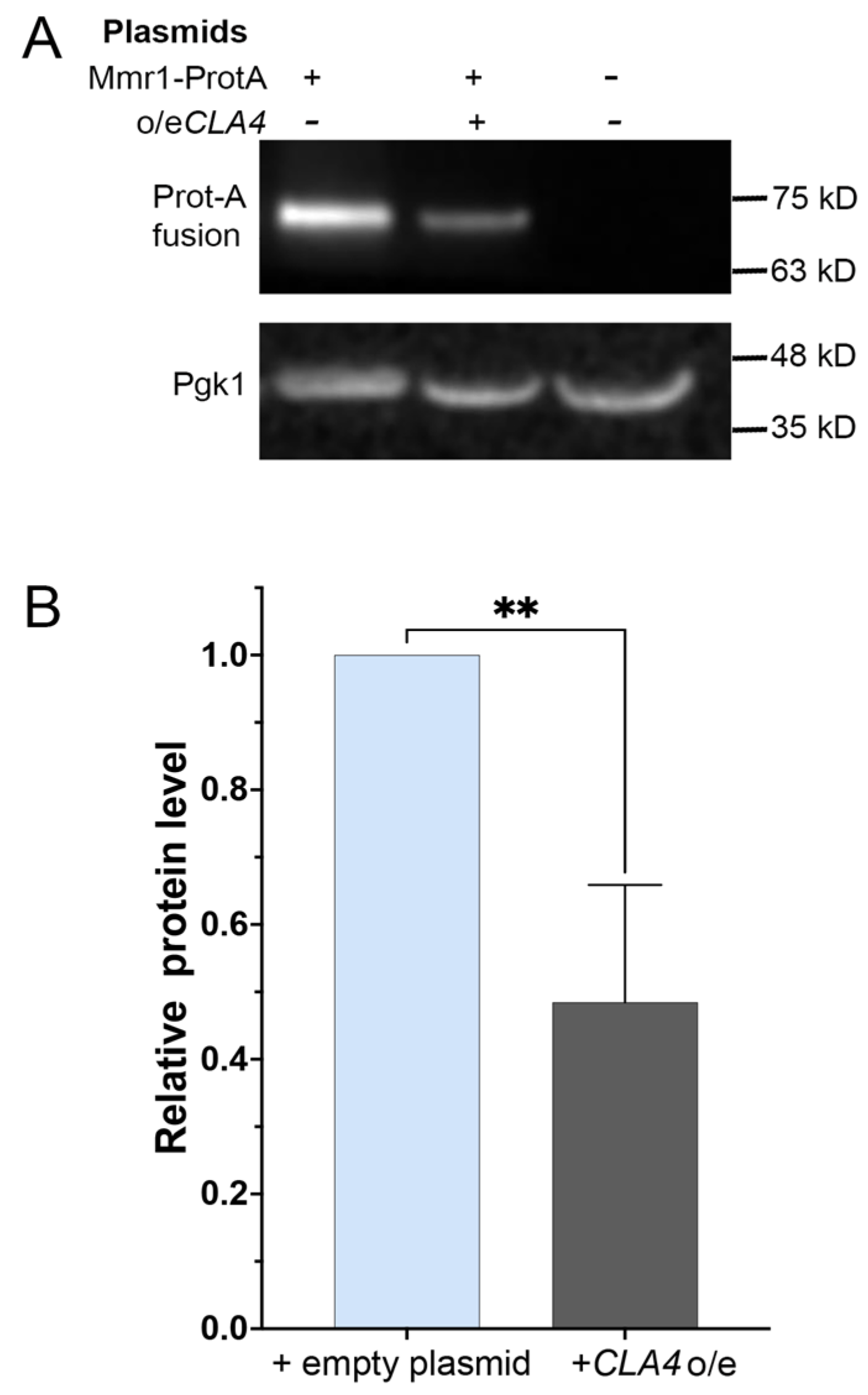 Insights into the Regulation of the Mitochondrial Inheritance and ...