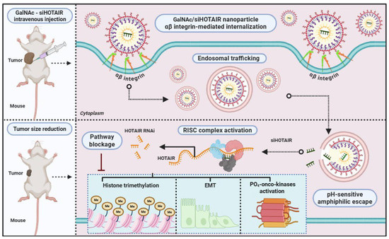 Non-Coding RNAs in Health and Disease: From Biomarkers to Therapeutic Targets
