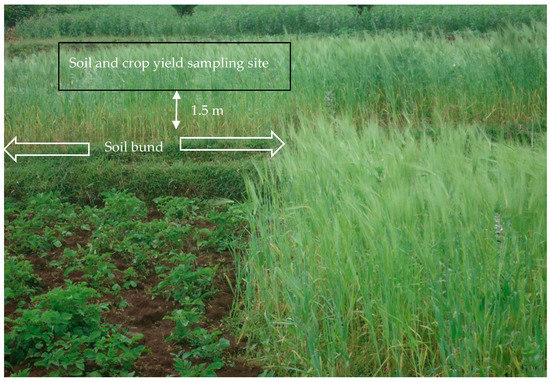 Land | Free Full-Text | Effects of Soil Bund and Stone-Faced Soil Bund ...