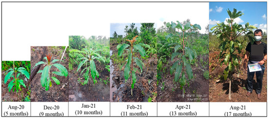 Restoration of Degraded Tropical Peatland in Indonesia: A Review