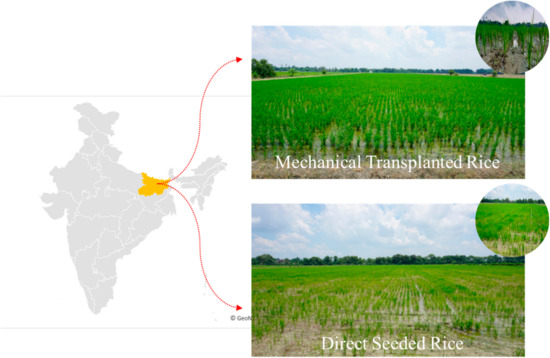 Direct Seeded Rice: Strategies to Improve Crop Resilience and Food ...