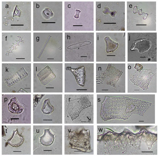 Discovery of the Earliest Rice Paddy in the Mixed Rice–Millet Farming ...