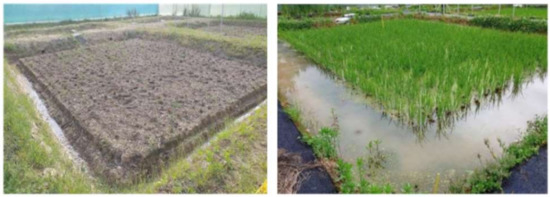 Land | Free Full-Text | Design Model and Management Plan of a Rice–Fish ...